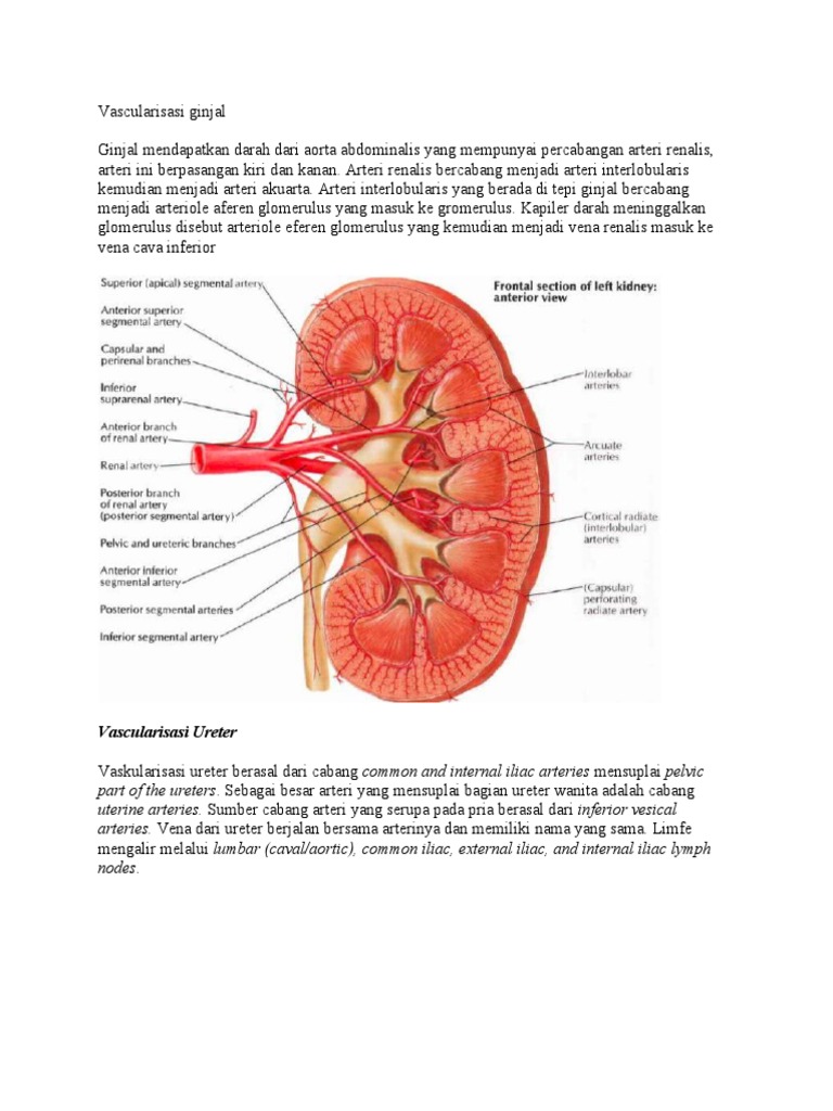 Vascularisasi ginjal | PDF