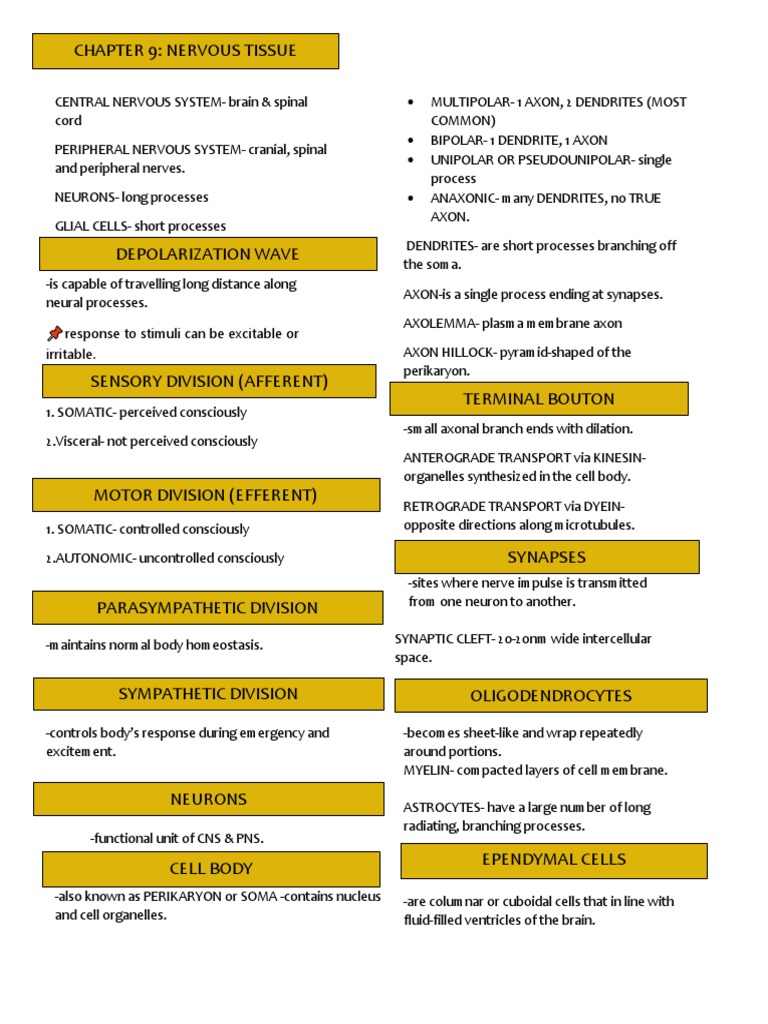 Chapter 9-Nervous System | PDF | Axon | Nervous System