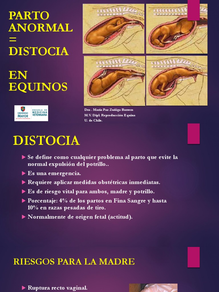 Distocia en Parto Equino: Manejo y Riesgos | PDF | Parto | Seccion de ...