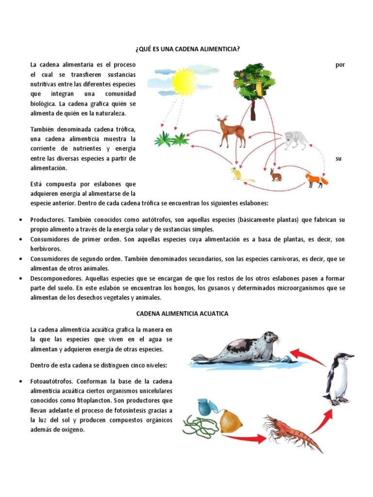 QUÉ ES UNA CADENA ALIMENTICIA | PDF