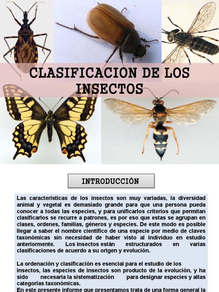Clasificacion e Los Insectos | PDF | Insectos | Mosca
