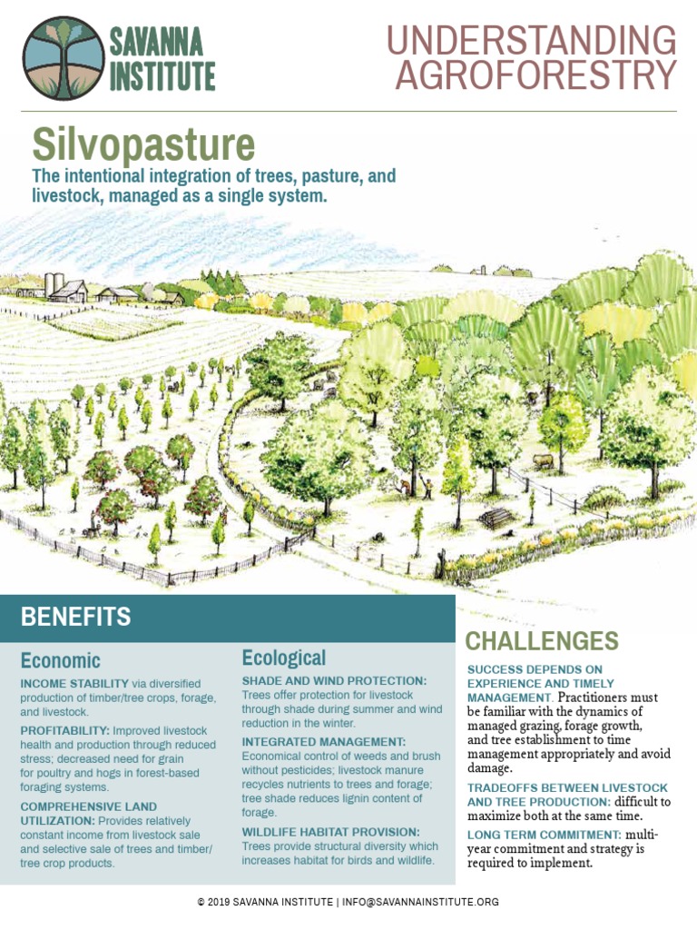 Silvopasture Understanding Agroforestry | PDF | Agriculture | Food Industry