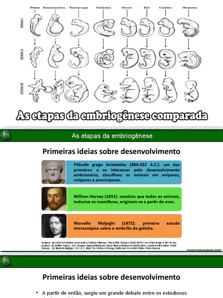 Semana 24 - As Etapas Da Embriogênese Comparada | PDF | Ovo | Gema