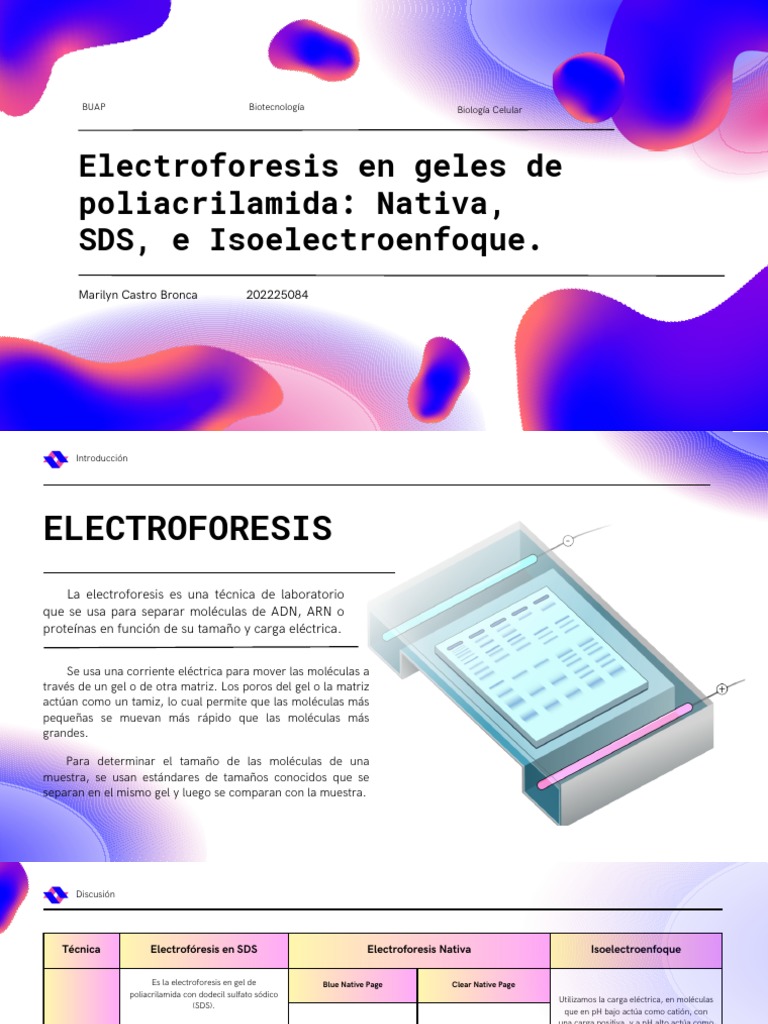 Electroforesis Nativa, SDS e Isoelectroenfoque | PDF | Electroforesis | Proteínas
