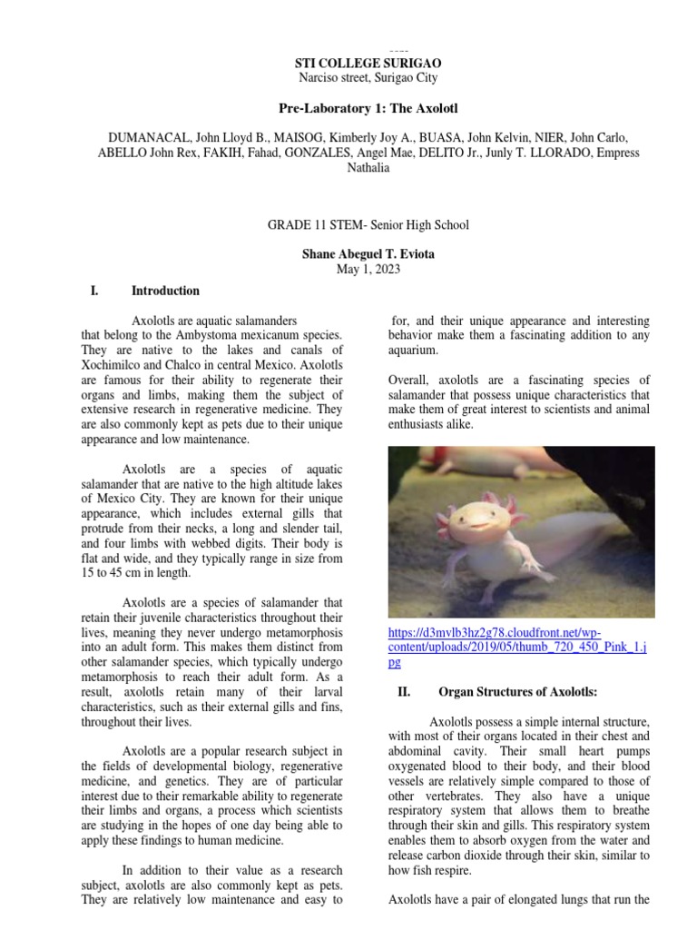GROUP 1 Pre Laboratory1 The Axolotl | PDF | Regeneration (Biology ...