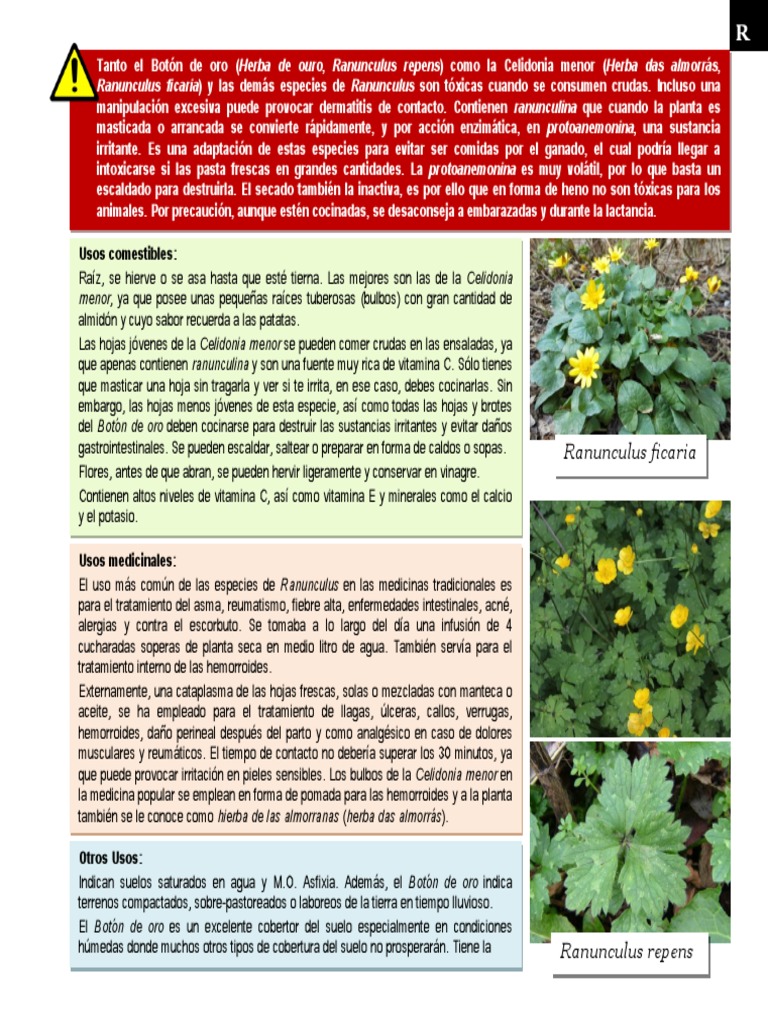 Ranunculus: Usos y Precauciones | PDF