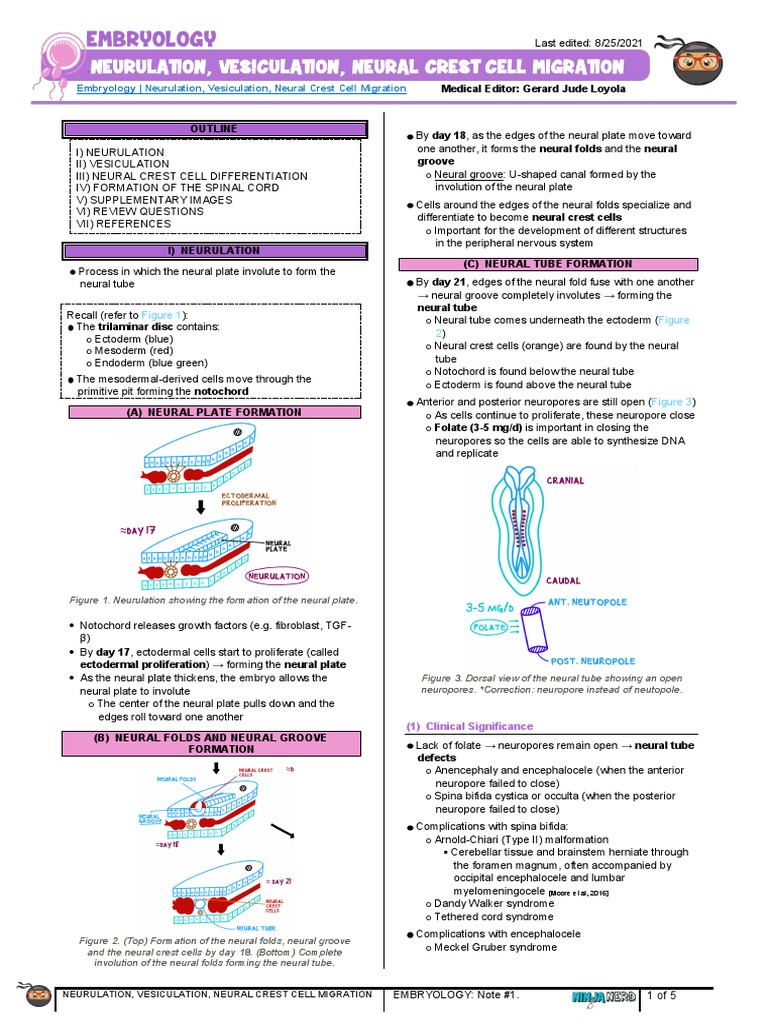 Neurulation, Vesiculation, Neural Crest Atf | PDF