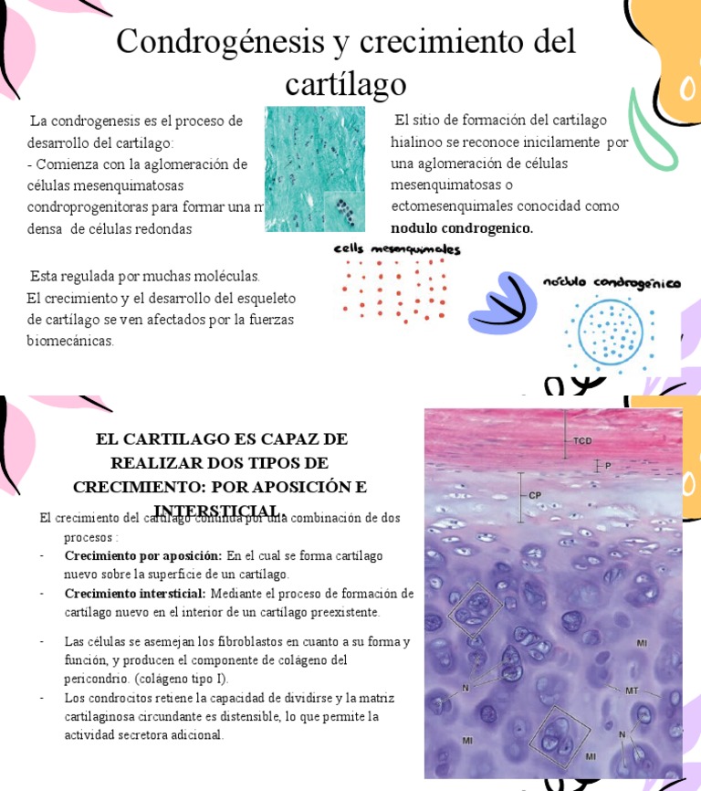 Condrogénesis y Crecimiento Del Cartílago | PDF