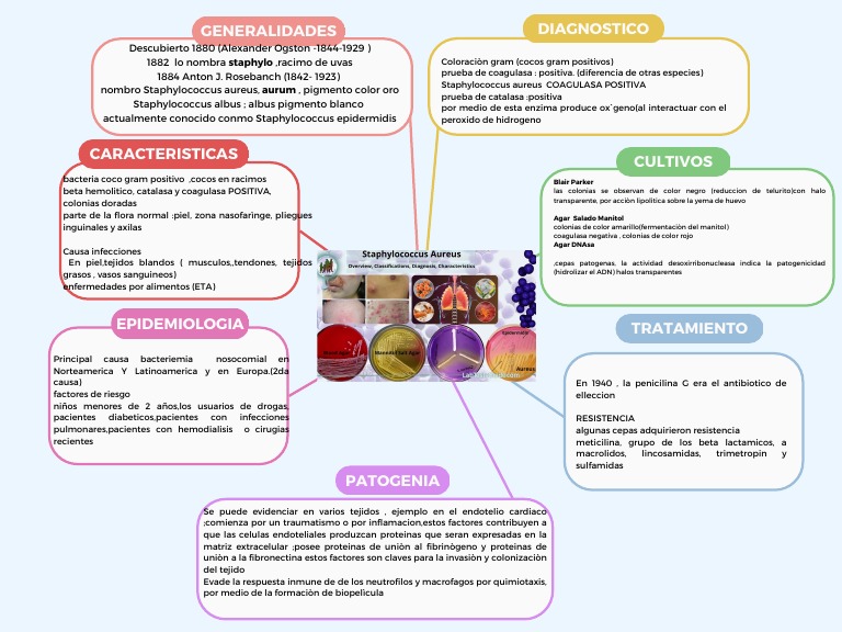 Mapa Conceptual de Staphylococcus Aureus | PDF | Staphylococcus Aureus | Especialidades Medicas