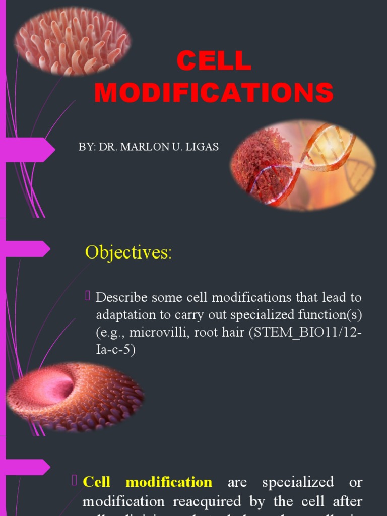 Types of Cell Modifications Explained | PDF