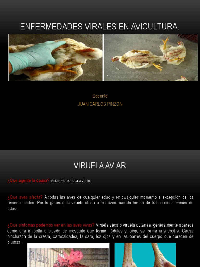 Medicamentos y Control de Viruela Aviar | PDF | Influenza | Virus