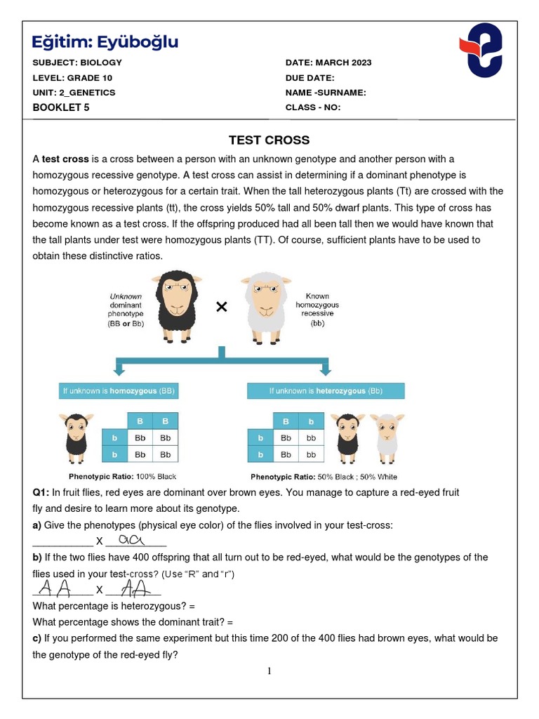 Test Cross and Genetic Analysis Guide | PDF | Dominance (Genetics) | Allele
