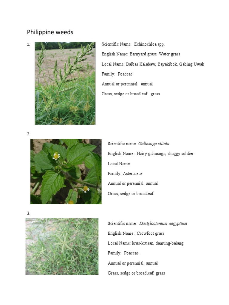 Philippine Weeds | PDF | Organisms | Botany