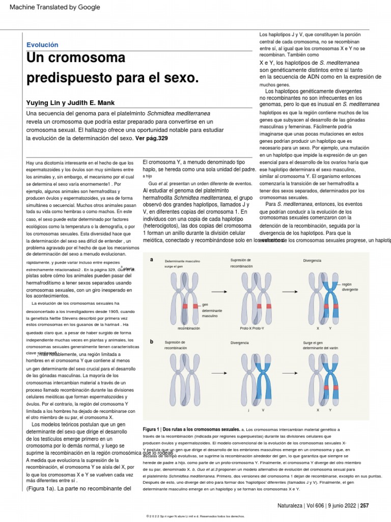 Un Cromosoma Predispuesto para El Sexo.: Yuying Lin y Judith E. Mank | PDF | Sexo | Evolución