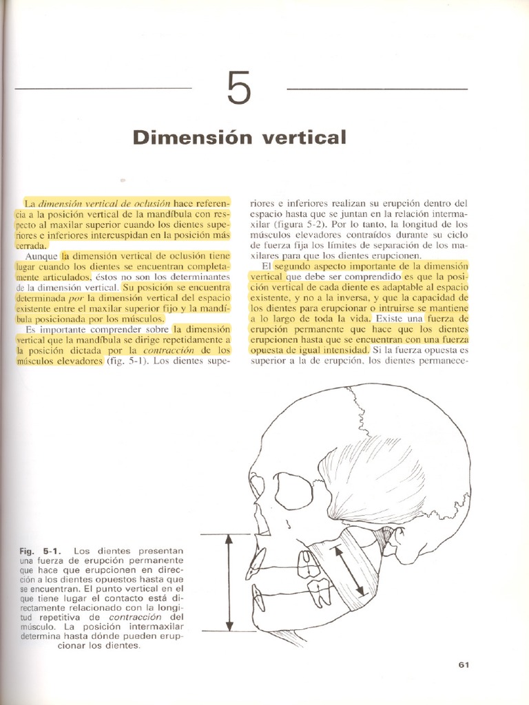 Dimensión Vertical de Oclusión Dental | PDF | Contracción muscular ...
