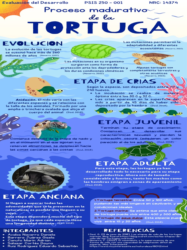 Infografia de Tortuga | PDF | Tortuga | Evolución