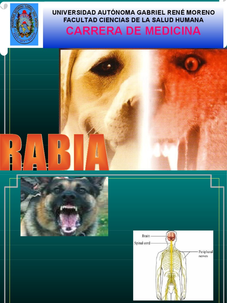 Virus de La RAbia | PDF | Rabia | Órgano (anatomía)