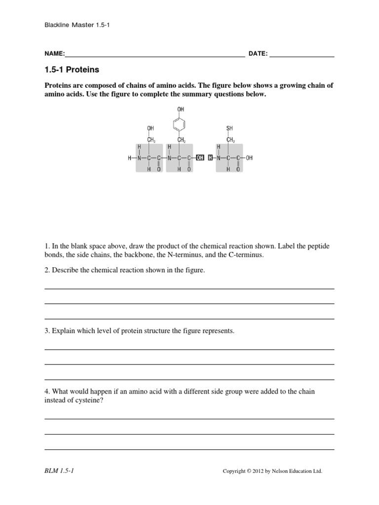 Proteins Worksheet | PDF