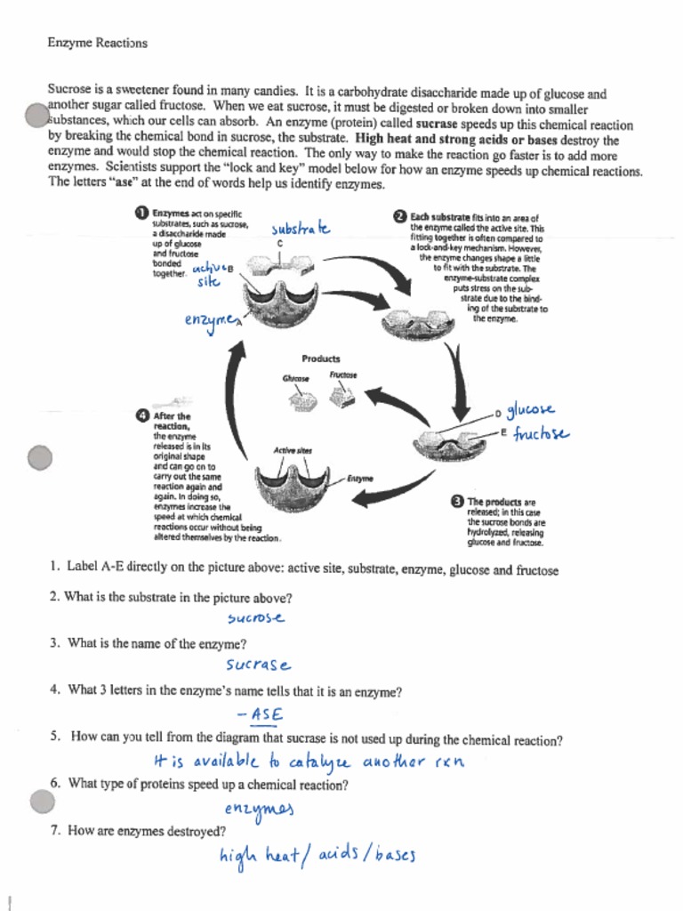 Enzymes Worksheet - Answer Key | PDF