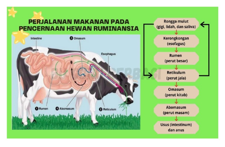 Gambar Pencernaan Hewan Ruminansia | PDF