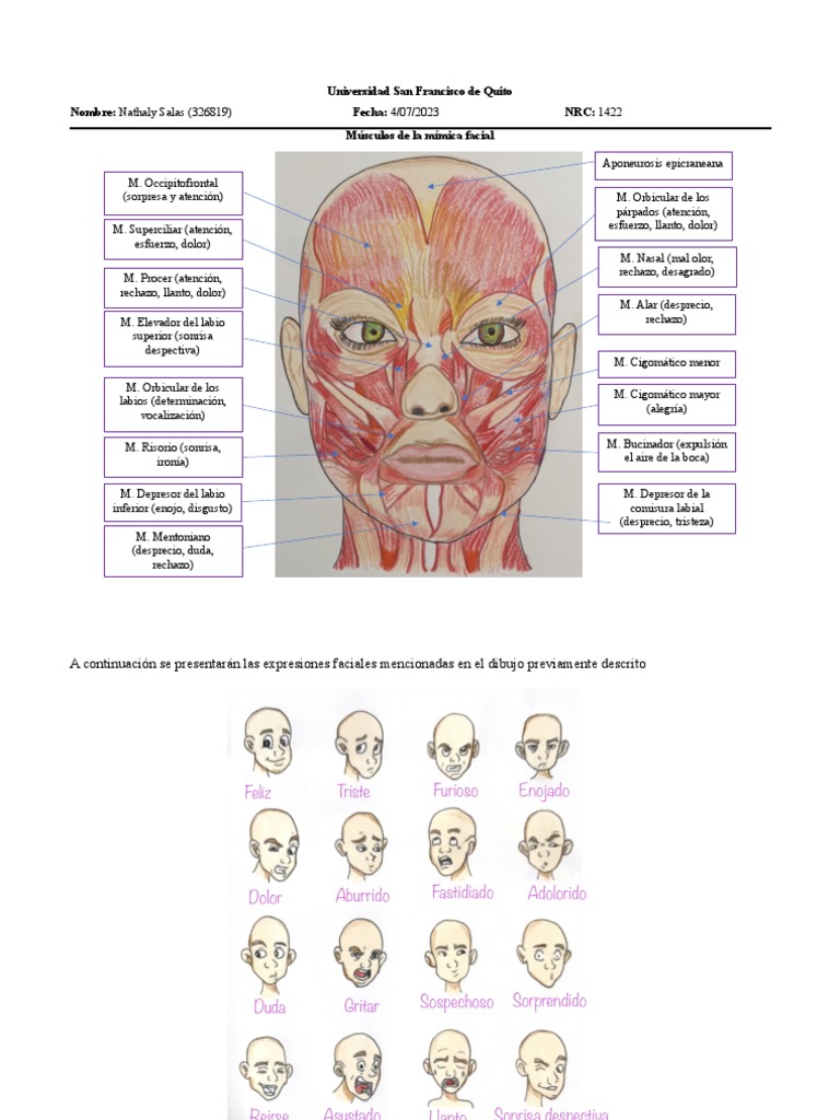 Músculos Mímica Facial | PDF | Rasgos faciales | Cara