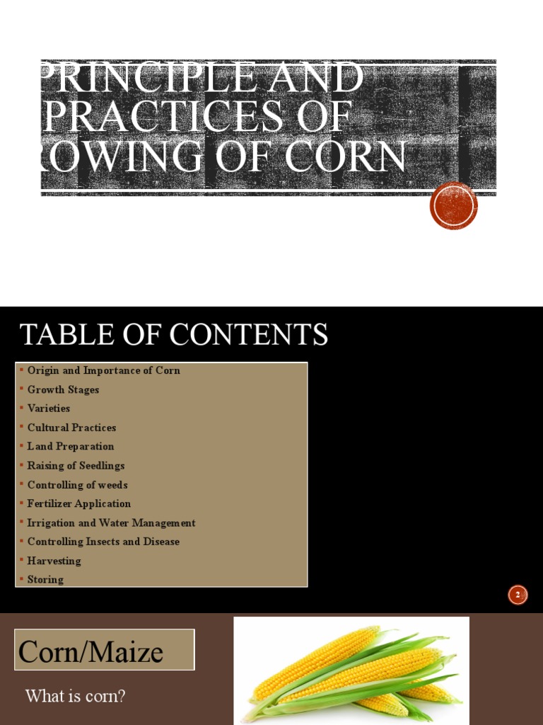 History of Corn | PDF