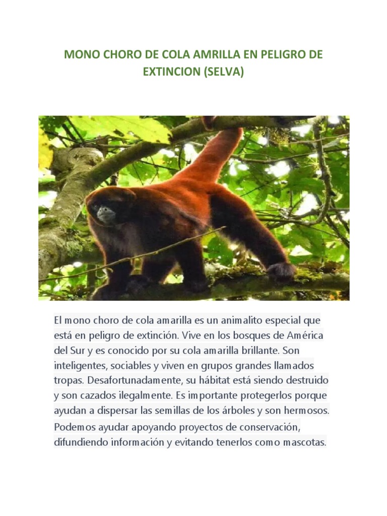 Mono Choro de Cola Amrilla en Peligro de Extincion | PDF