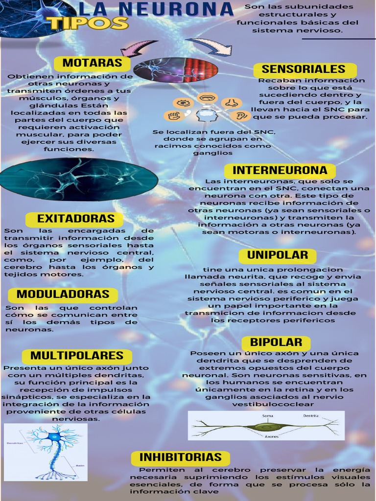 Infografía Tipos de Neuronas | PDF