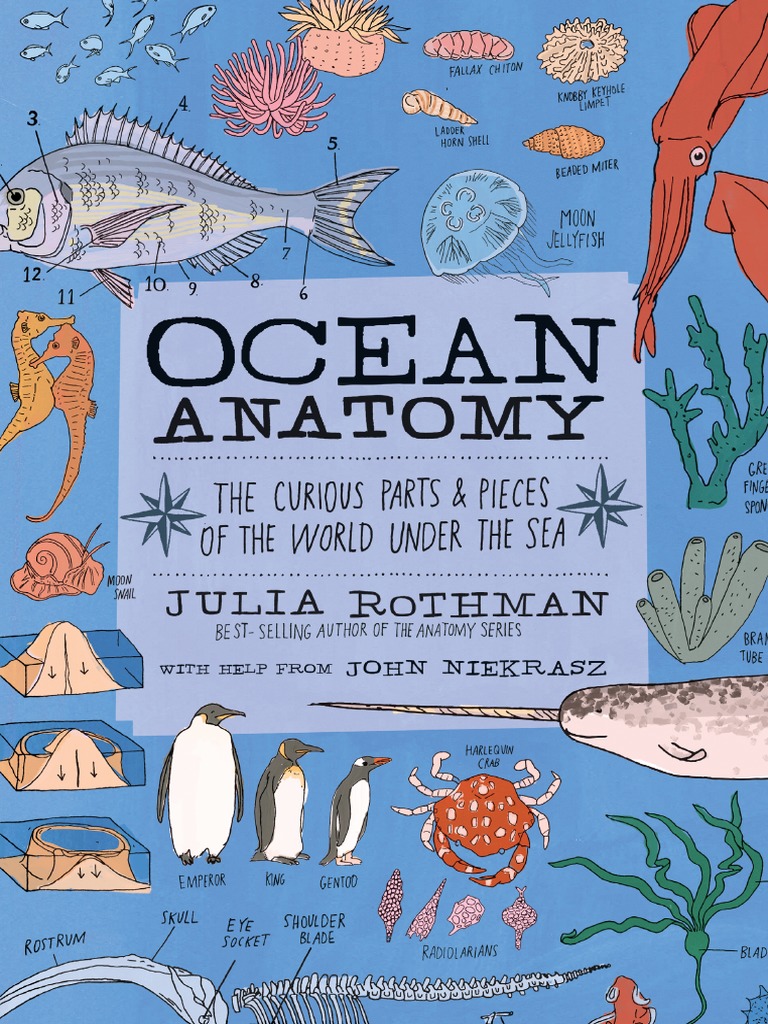Ocean Anatomy: Explore Marine Life | PDF | Coral Reef | Oceanography