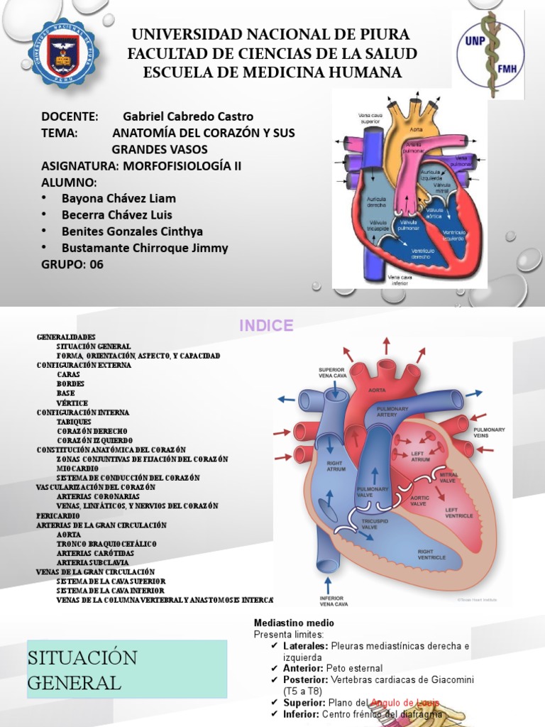 Anatomía Del Corazón y Sus Grandes Vasos Final | PDF | Corazón ...