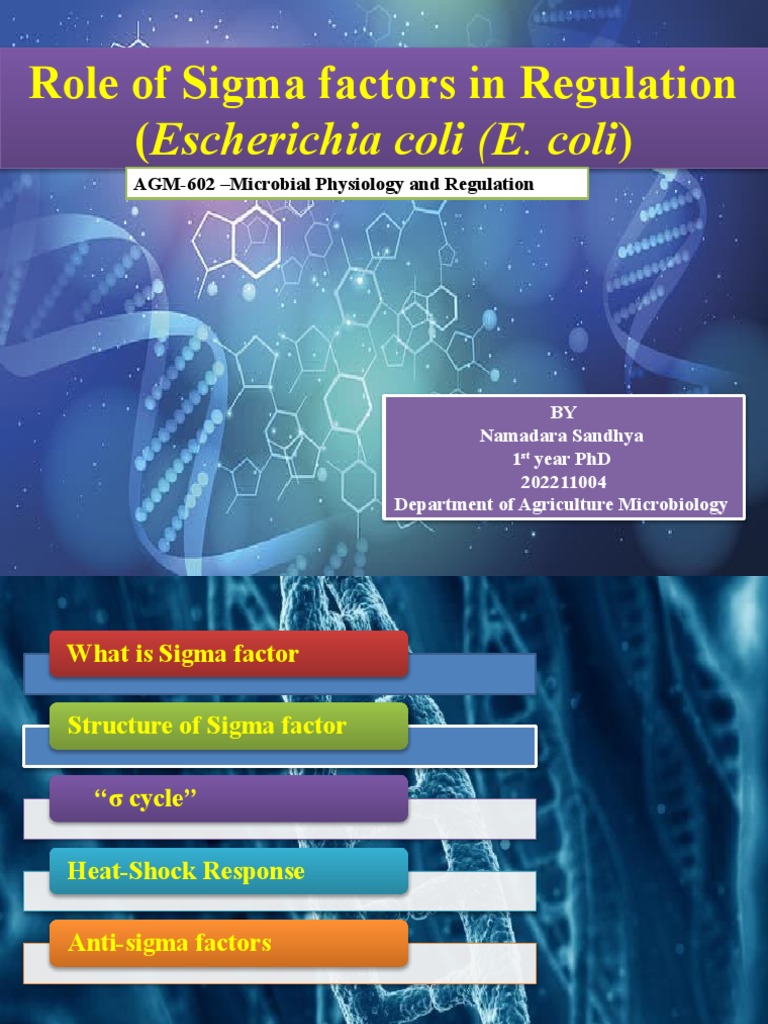 E. coli Sigma Factors Explained | PDF | Chemistry | Structural Biology