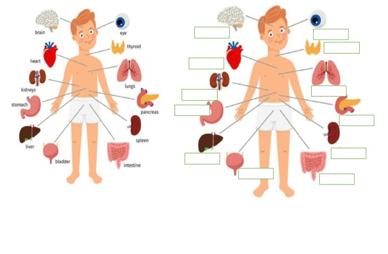 Organos En Ingles Pdf