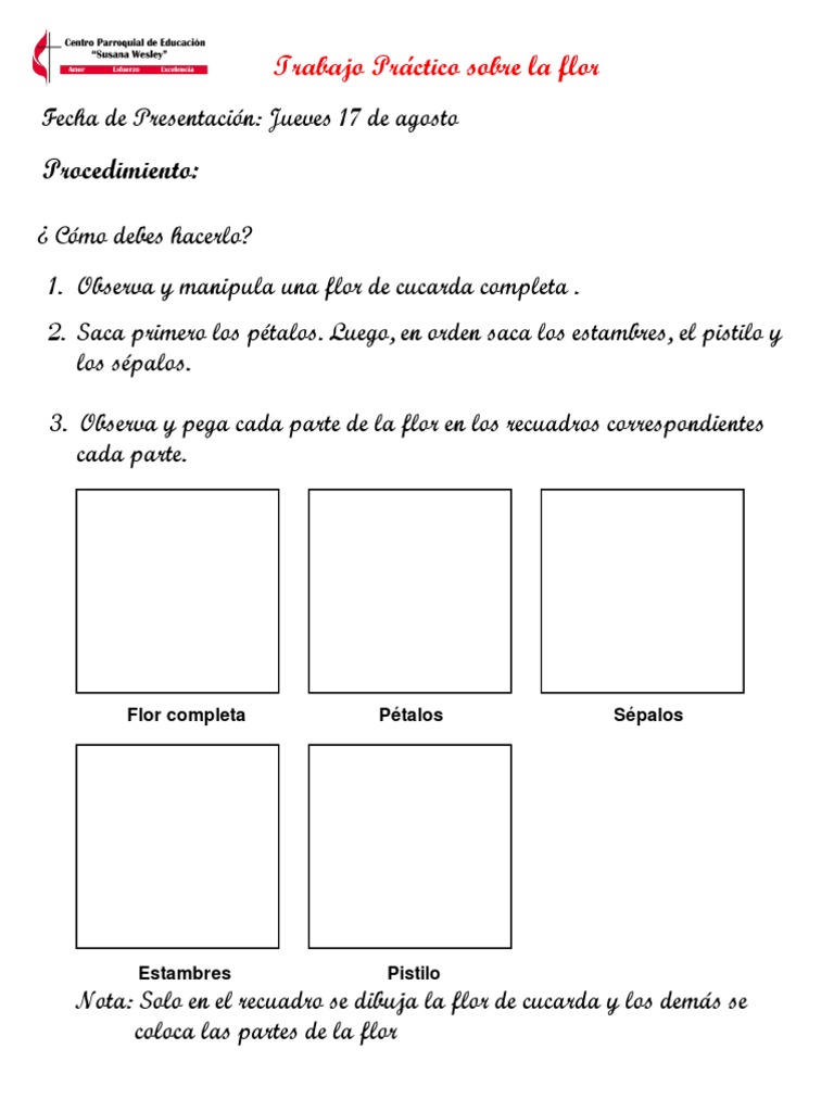 Análisis de una Flor de Cucarda | PDF