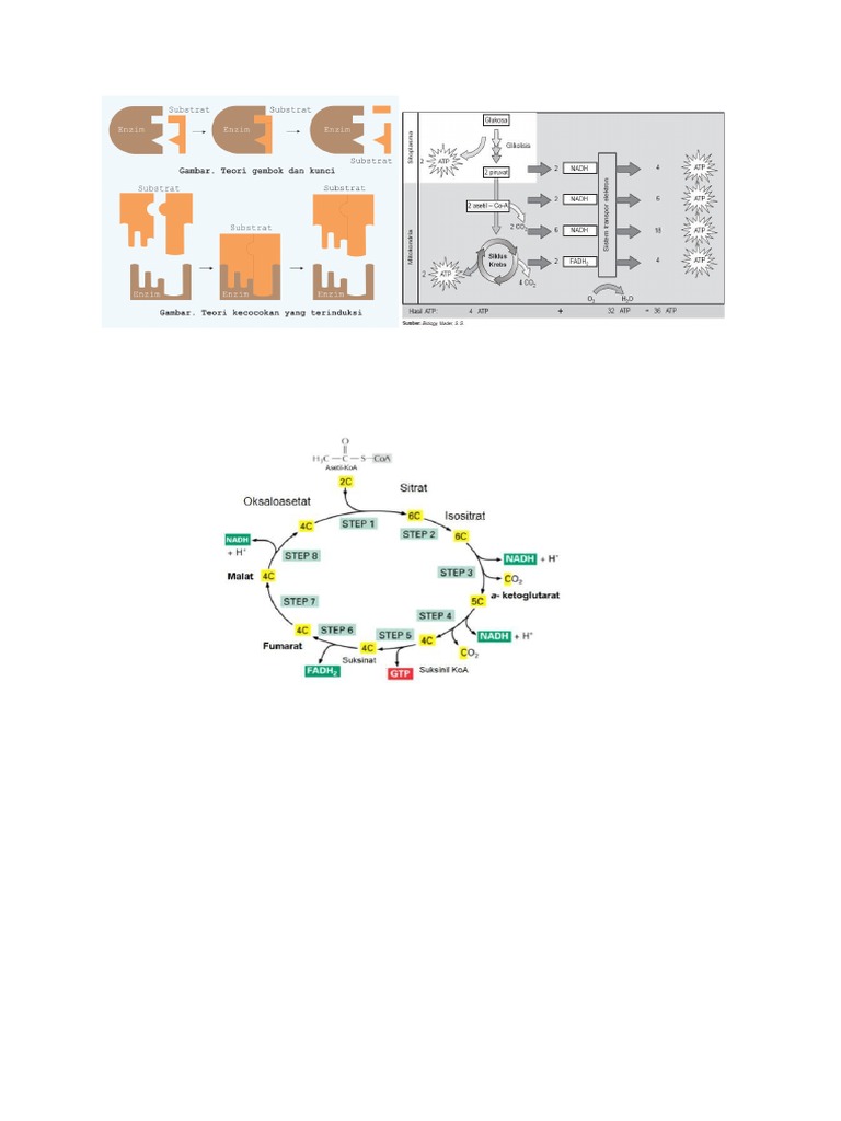 Bio Cat. Bab 2 | PDF