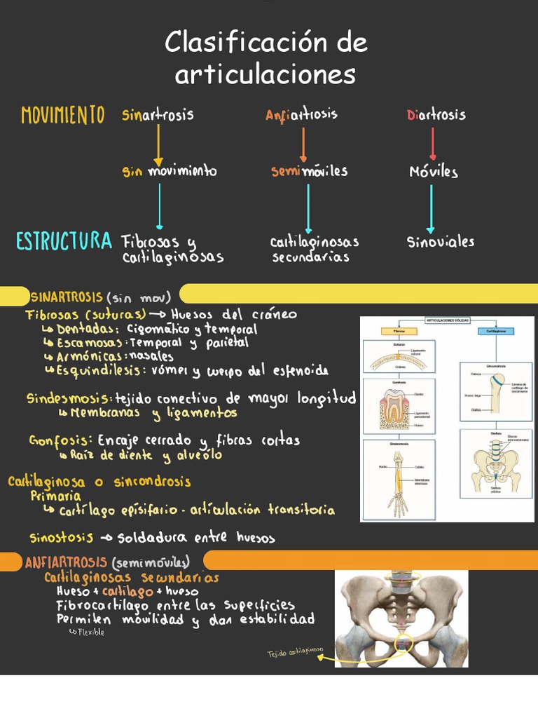 Clasificacion Articulaciones | PDF