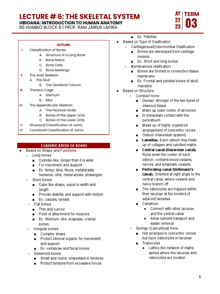 The Skeletal System | PDF | Vertebra | Vertebral Column