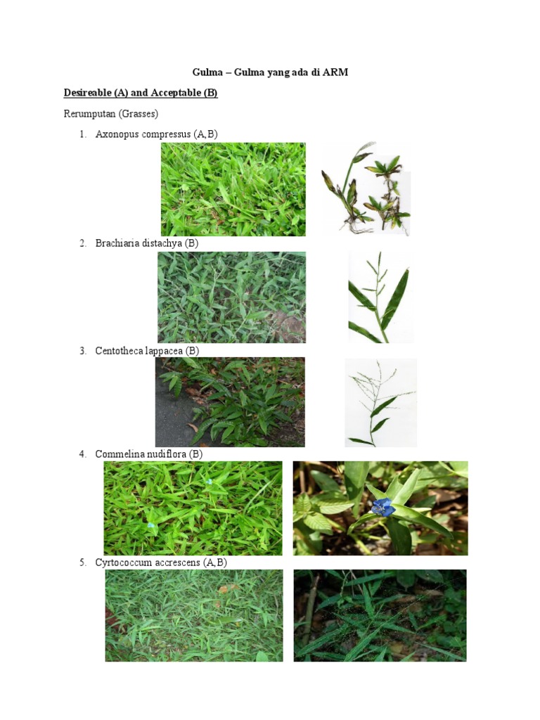 Jenis Gulma di Kebun Sawit ARM | PDF | Sains & Matematika