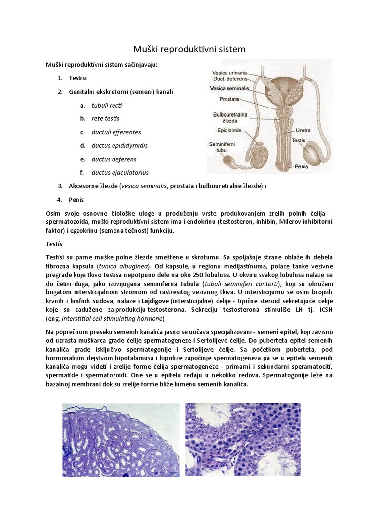 Muški Reproduktivni Sistem | PDF