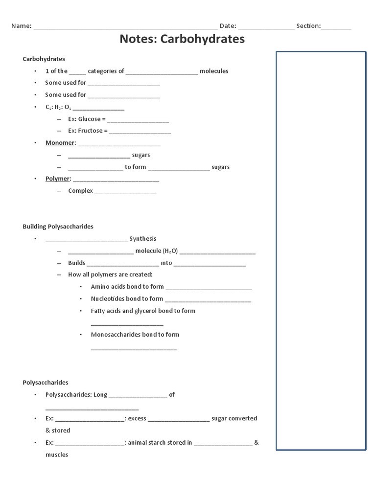 Carbohydrate Student Handout | PDF | Carbohydrates | Polysaccharide