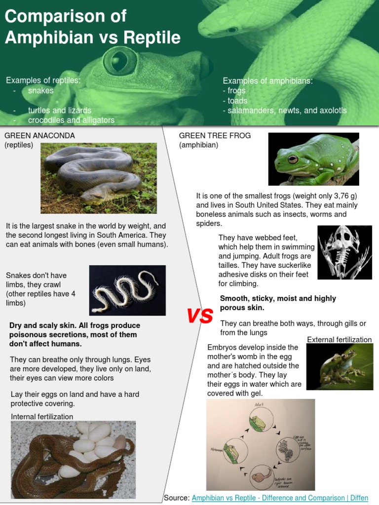 Amphibian Vs Reptile Comparison | PDF | Amphibian | Frog