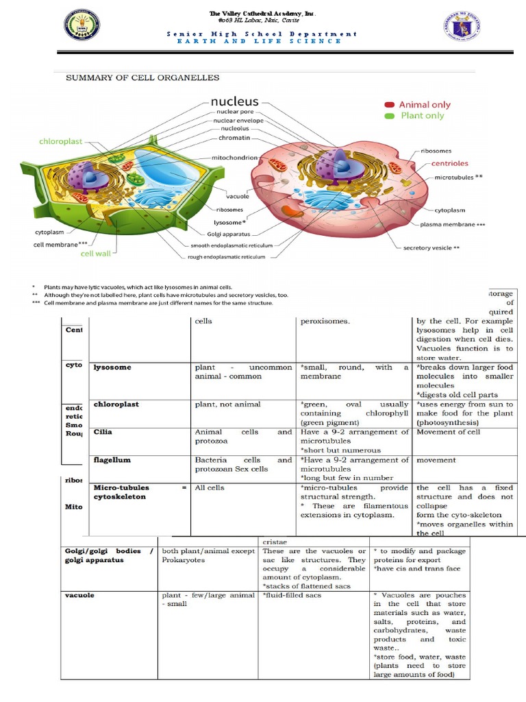 Cell Organelles, Animal & Plant Cell | PDF