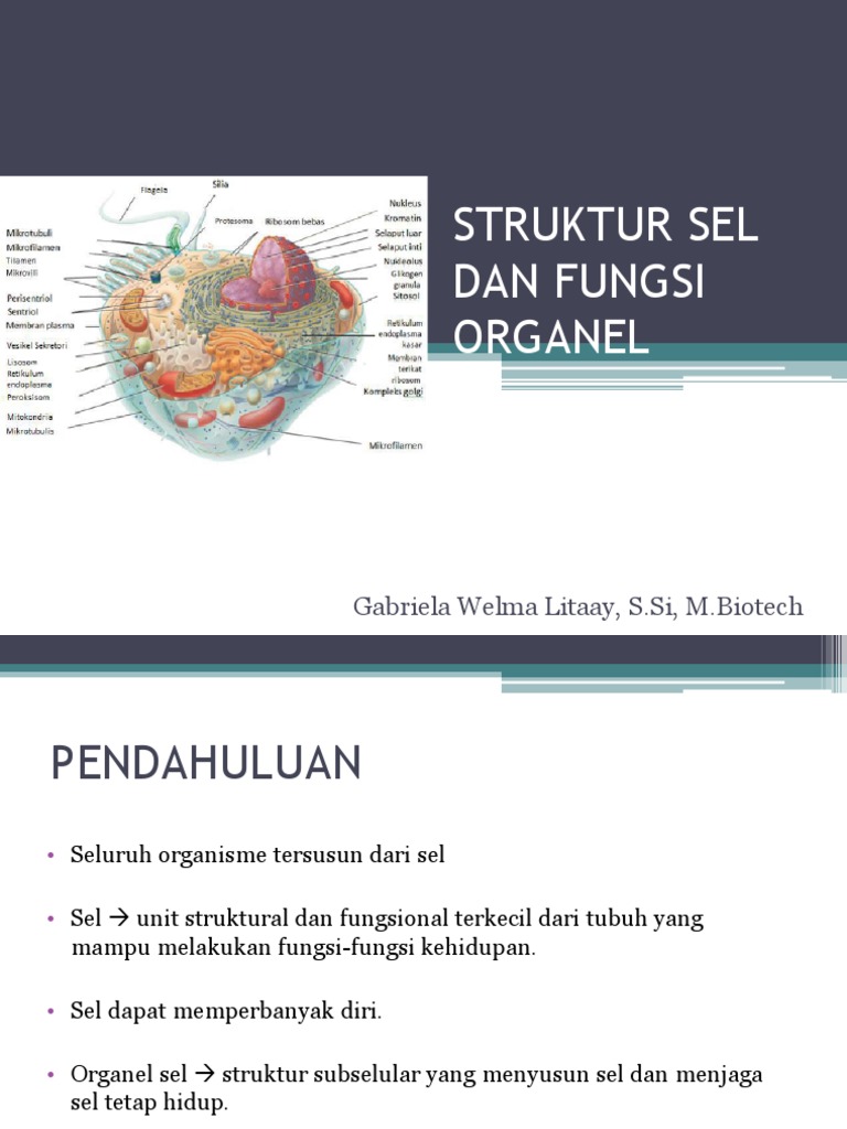 P.2 Struktur Sel & Fungsi Organel | PDF | Sains & Matematika