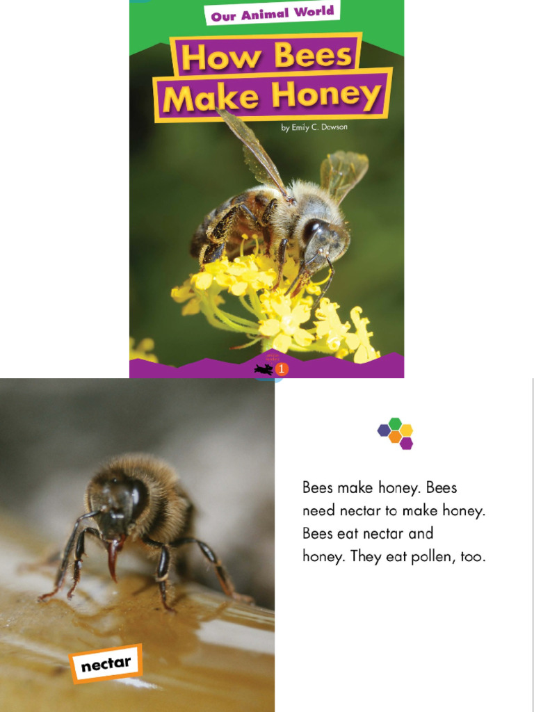 How Bees Make Honey (29.7 × 21 CM) | PDF