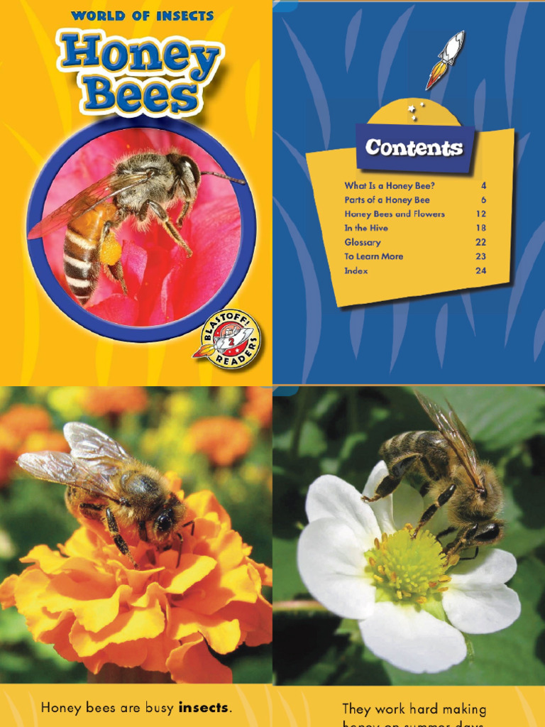 World of Insects Honey Bee | PDF