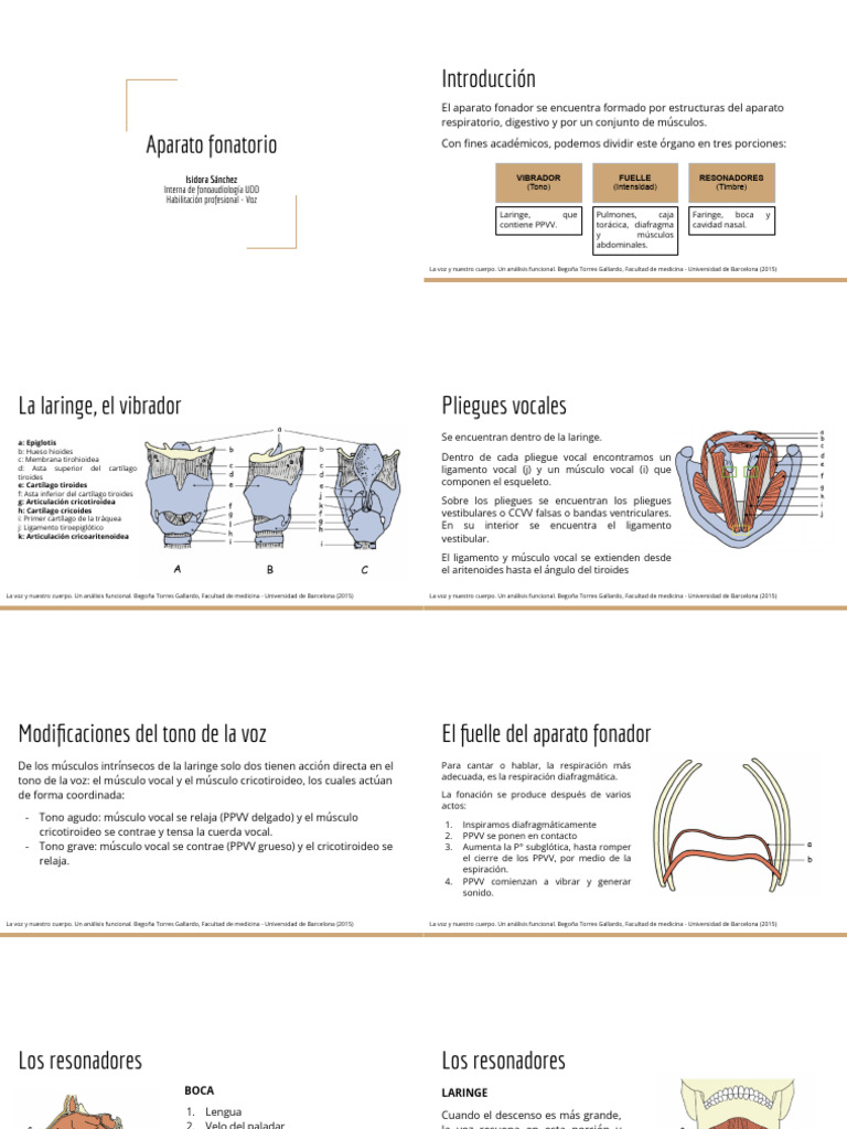 Aparato Fonatorio | PDF | Laringe | Sistema respiratorio