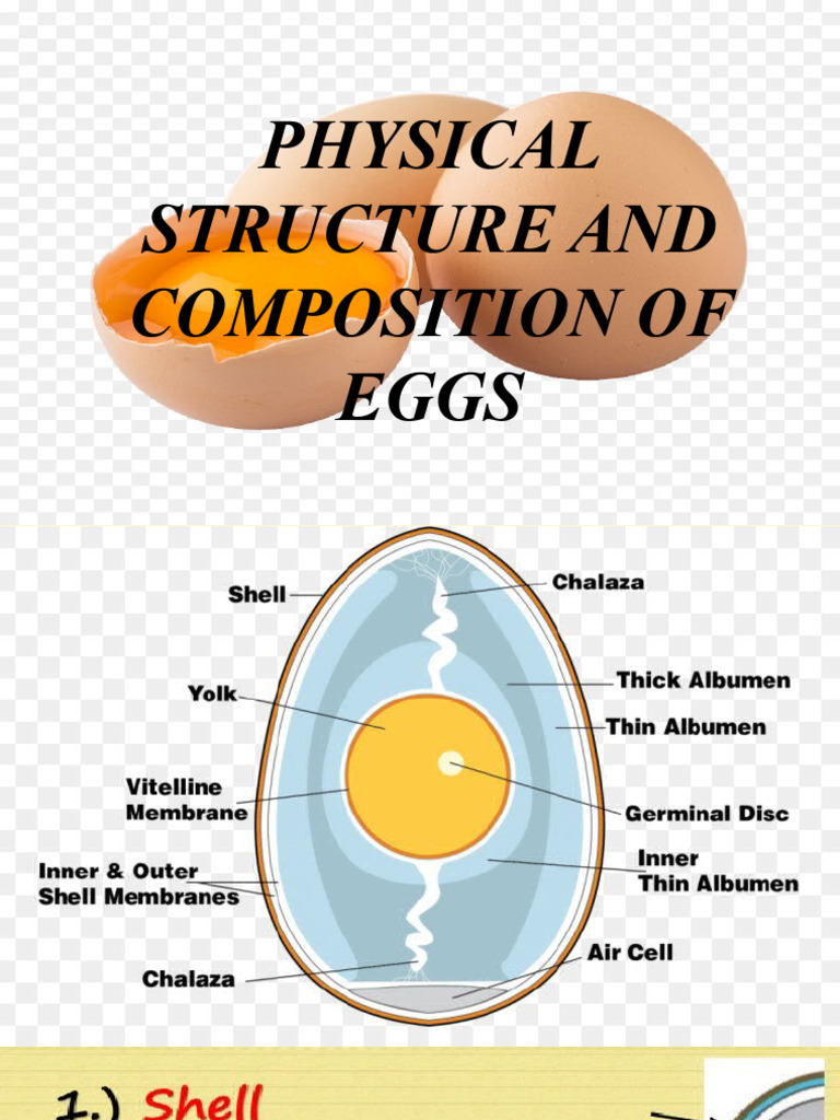 Physical Structure of Egg | PDF