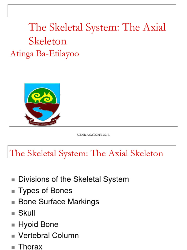 Axial Skeleton | PDF | Vertebral Column | Vertebra