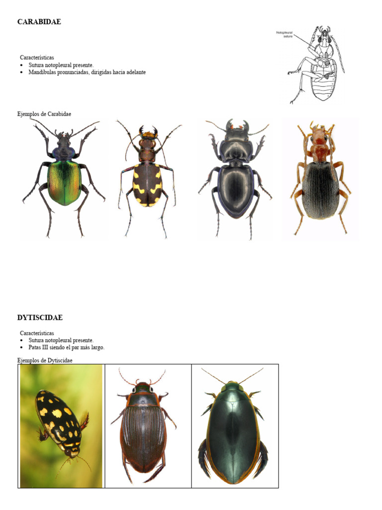 Coleoptera | PDF