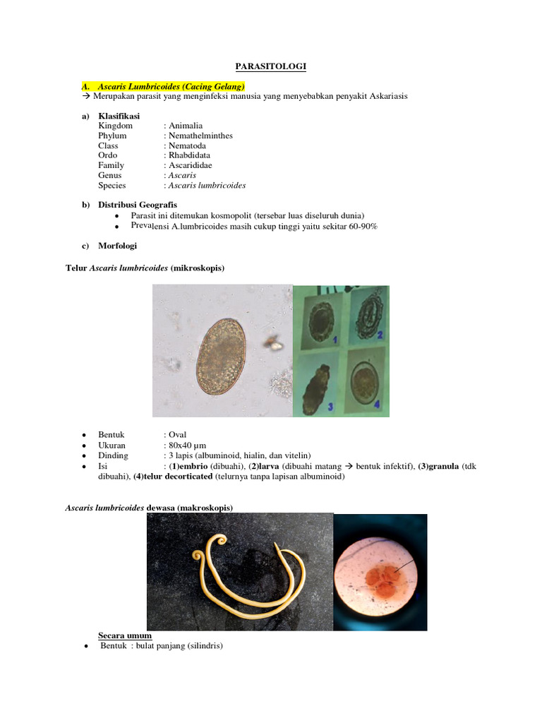 Parasit Manusia: Ascaris & Strongyloides | PDF