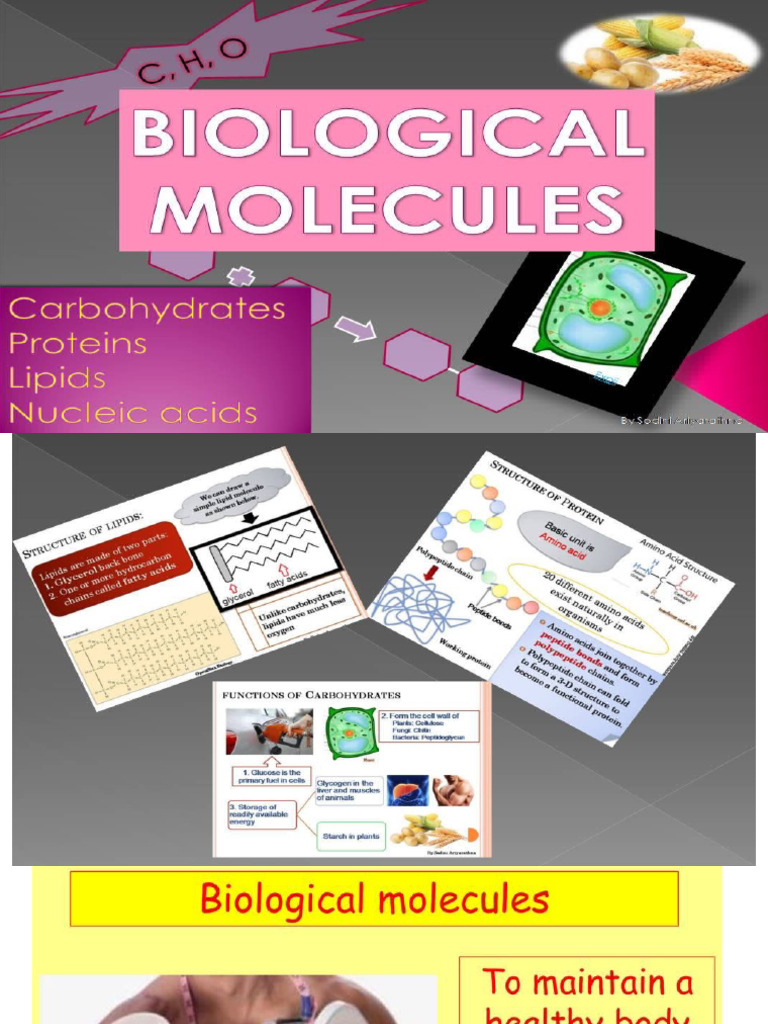 Overview of Biological Molecules | PDF | Proteins | Dna